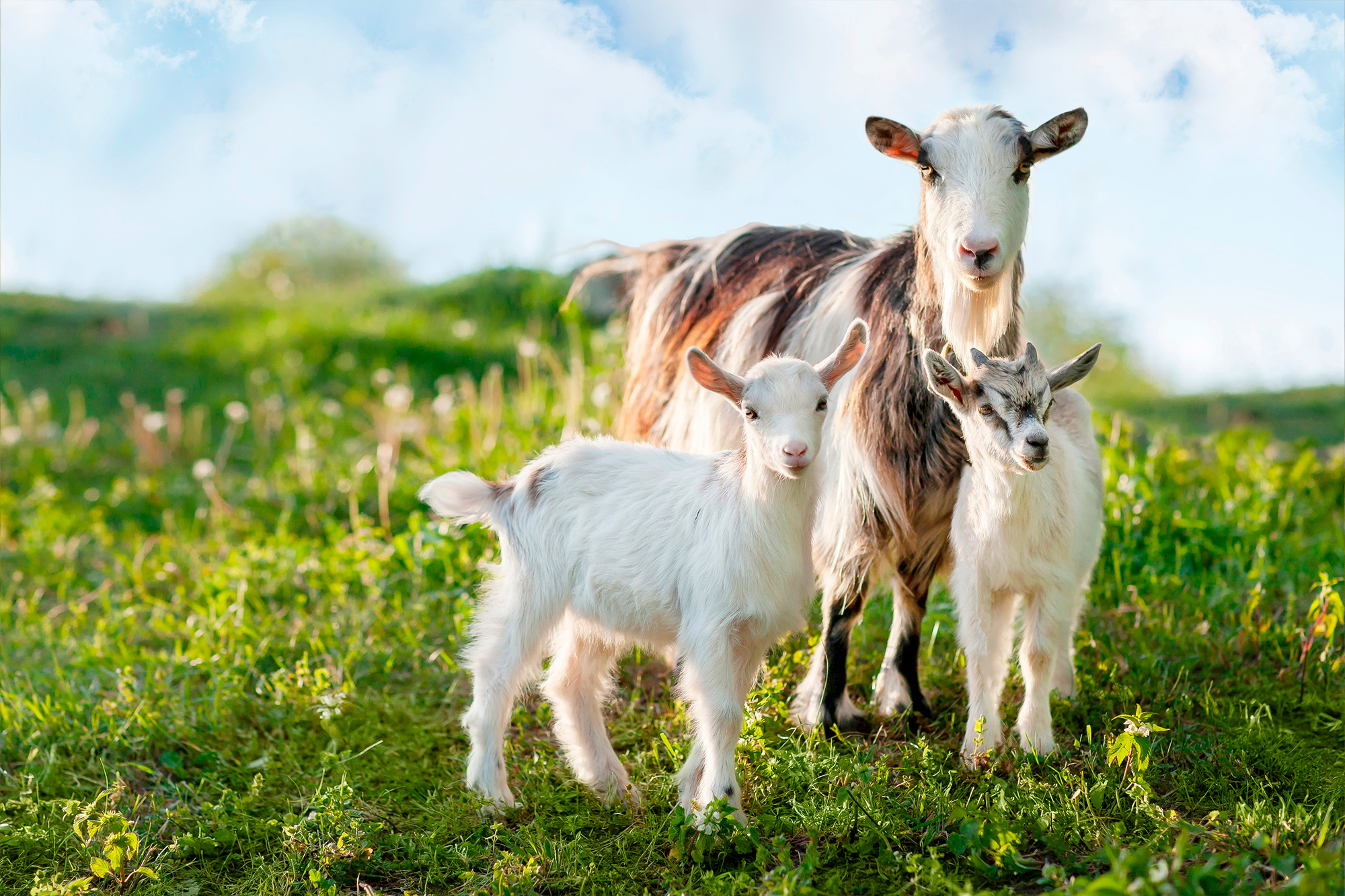 Ovejas Y Cabras En 700 Ovejas, Cabras Y Perros, Pendientes De Los